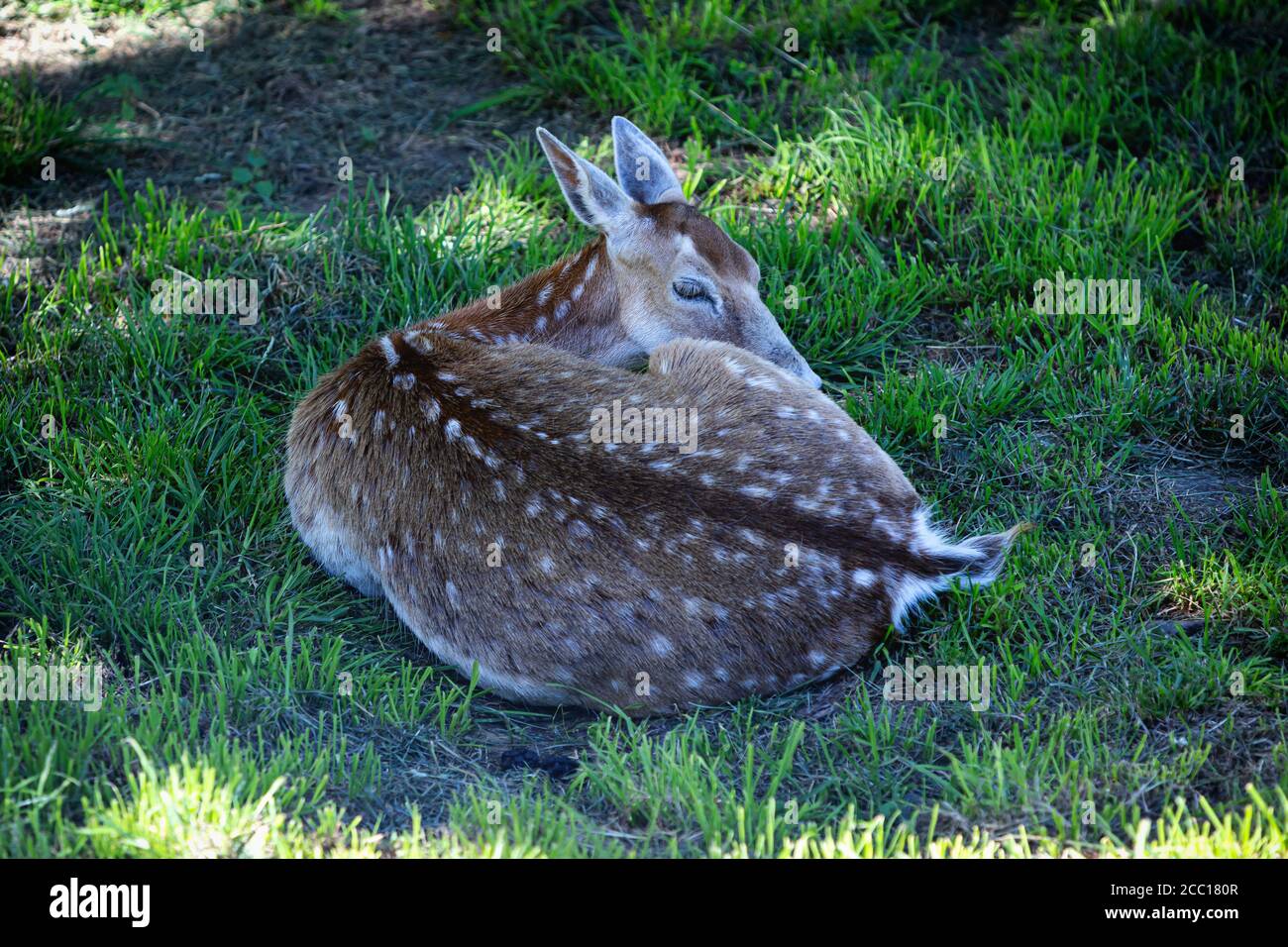 View of a fawn lying in the forest, Ariege, Pyrenees, Occitanie, France ...
