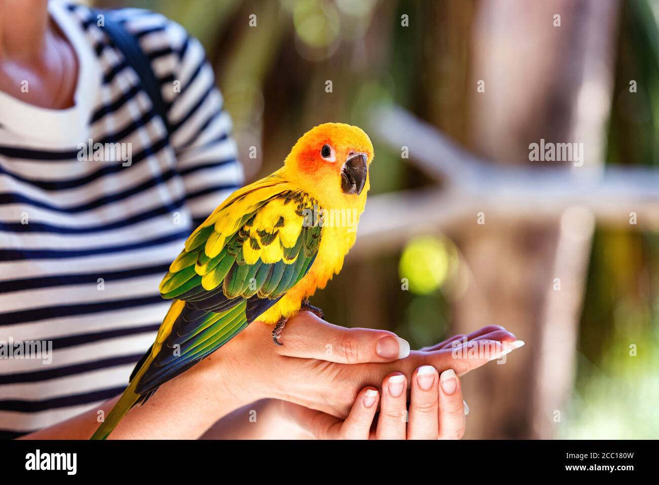 View of a Sun Conure parakeet on the hand of a young woman, Ariege ...