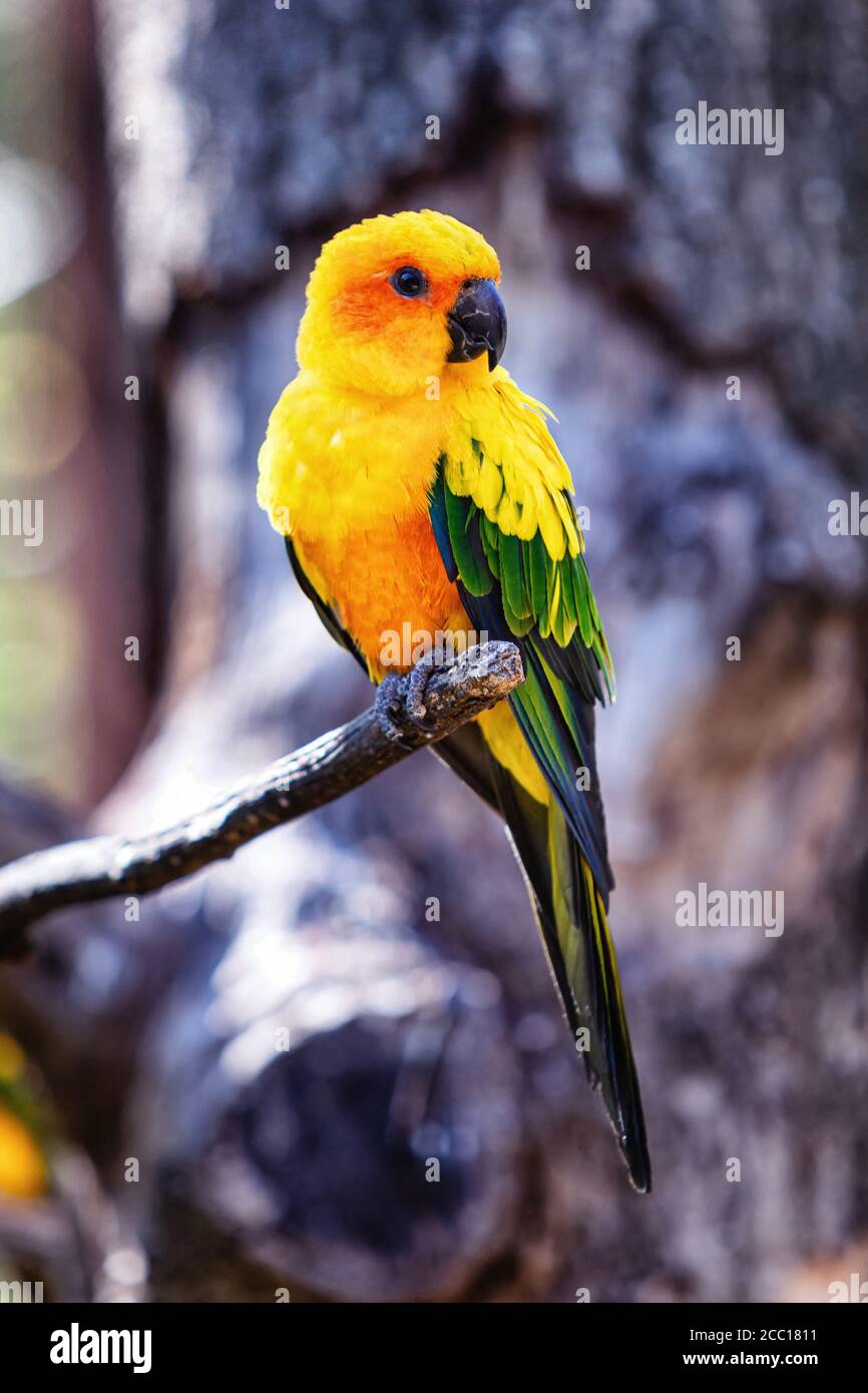 Conure soleil hi-res stock photography and images - Alamy