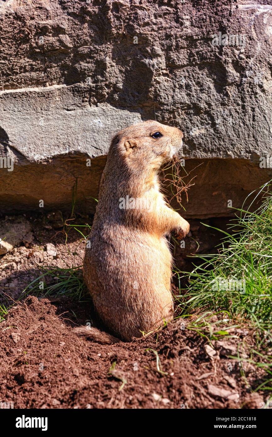 Portrait of a groundhog in front of its burrow preparing for ...