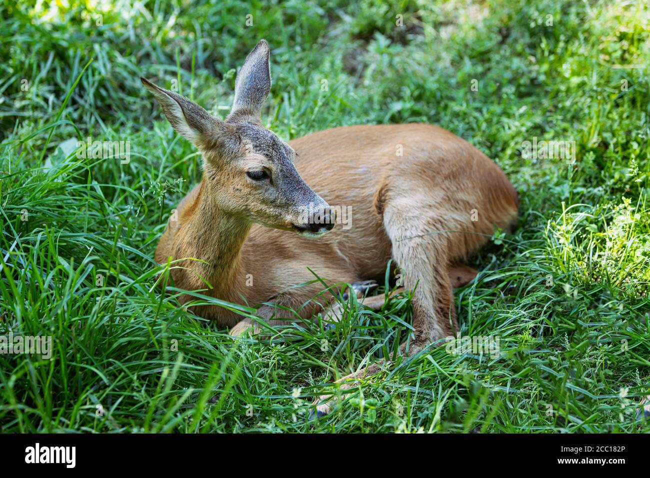 Fawn lying in the hi-res stock photography and images - Alamy