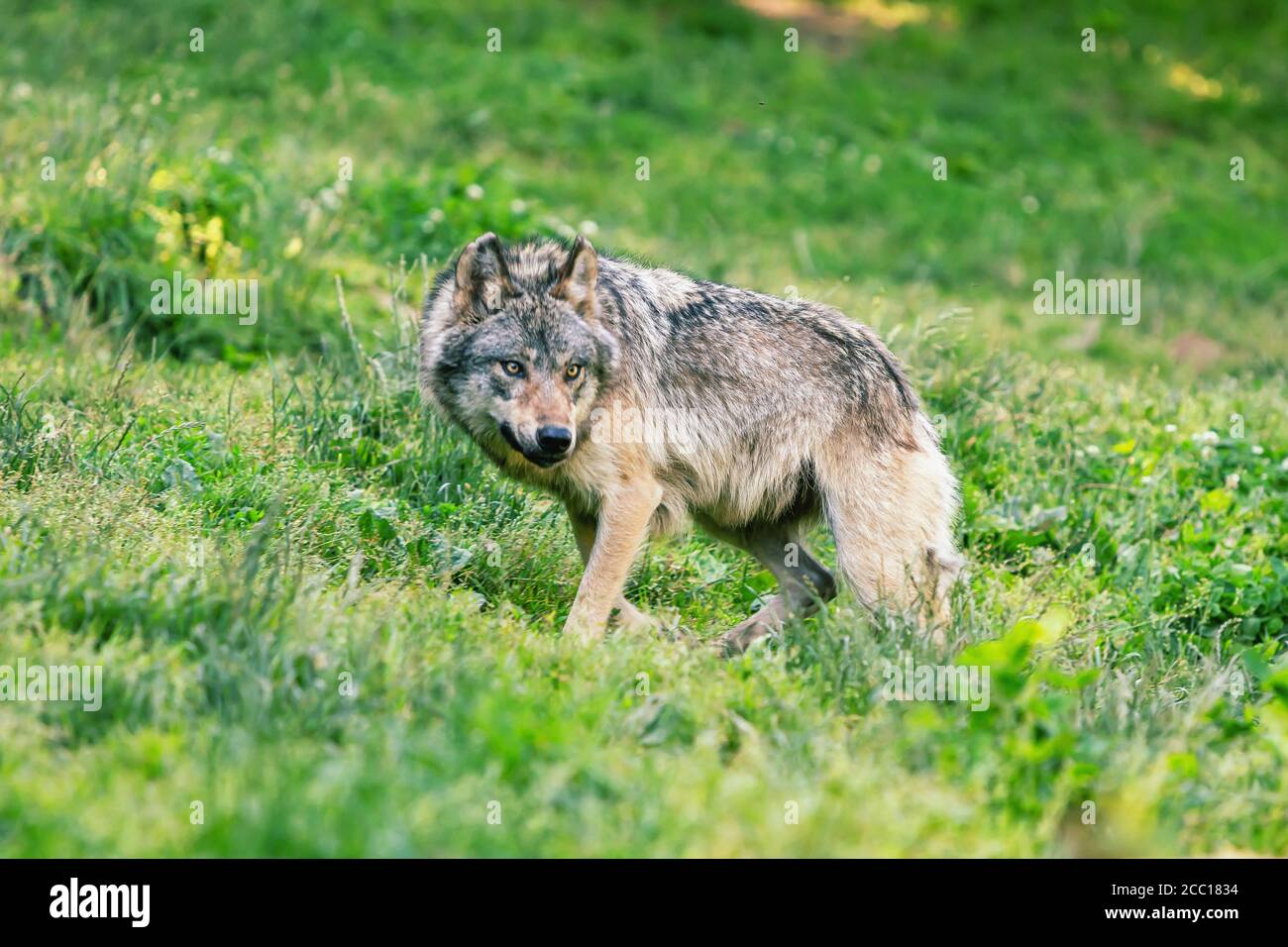 Portrait of a wolf in the nature, Ariege, Pyrenees, Occitanie, France ...