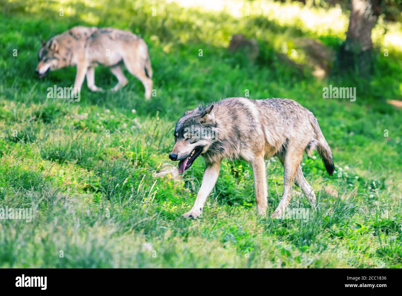 Portrait of a wolf in the nature, Ariege, Pyrenees, Occitanie, France ...
