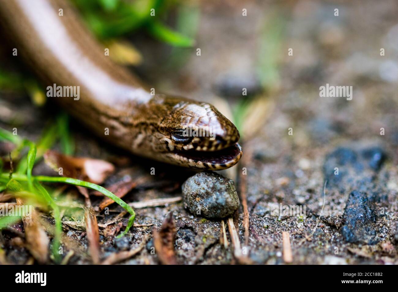 Selective focus closeup shot of a slowworm snake's head Stock Photo - Alamy