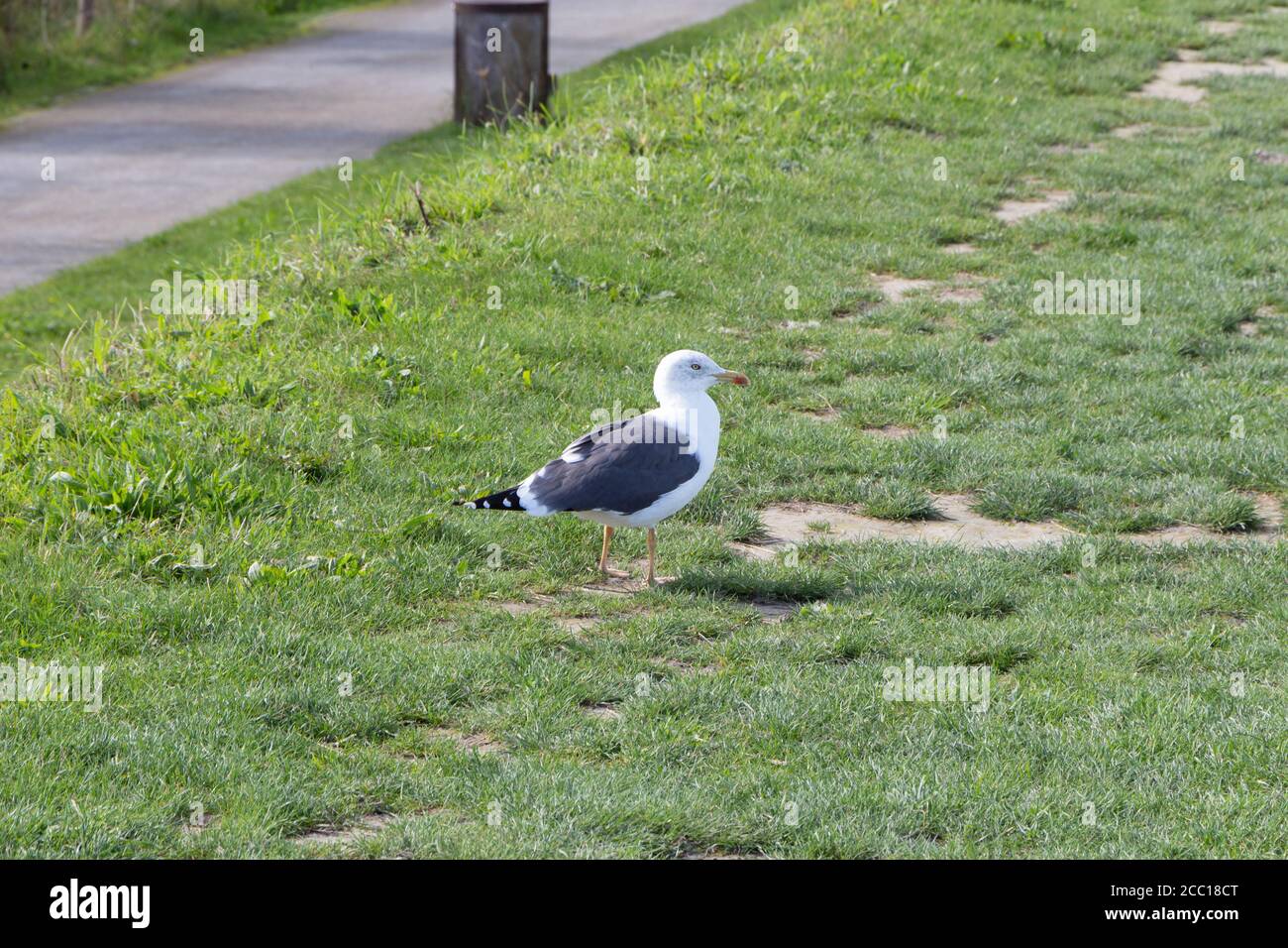Seagull landed in a field in Brittany Stock Photo - Alamy