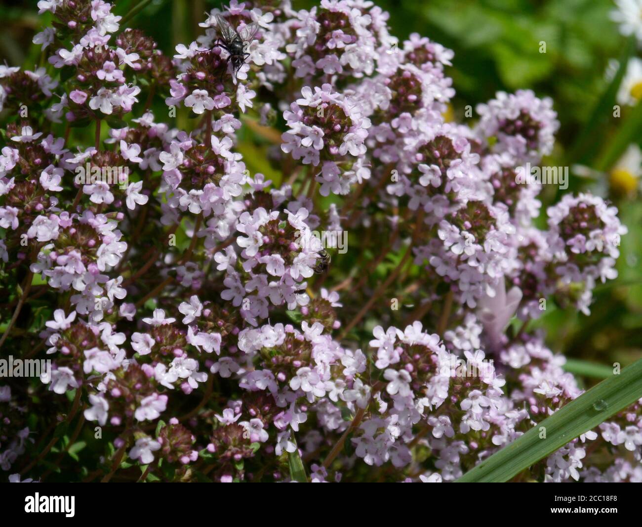 France, Brittany, Taupont, thyme thyme in bloom in spring, farigoule ...