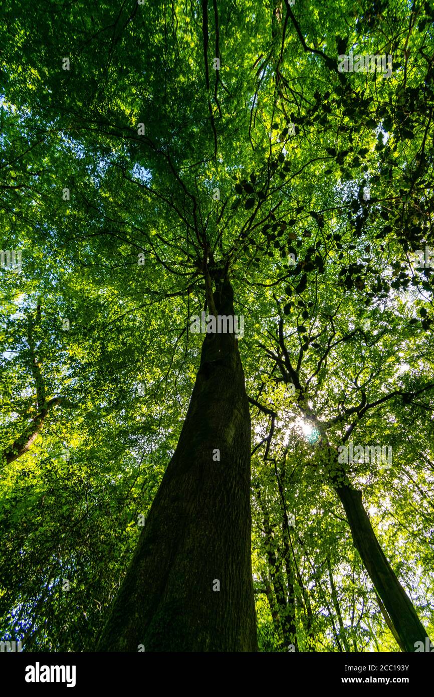 Vertical low angle shot of a tree in the forest captured during the ...