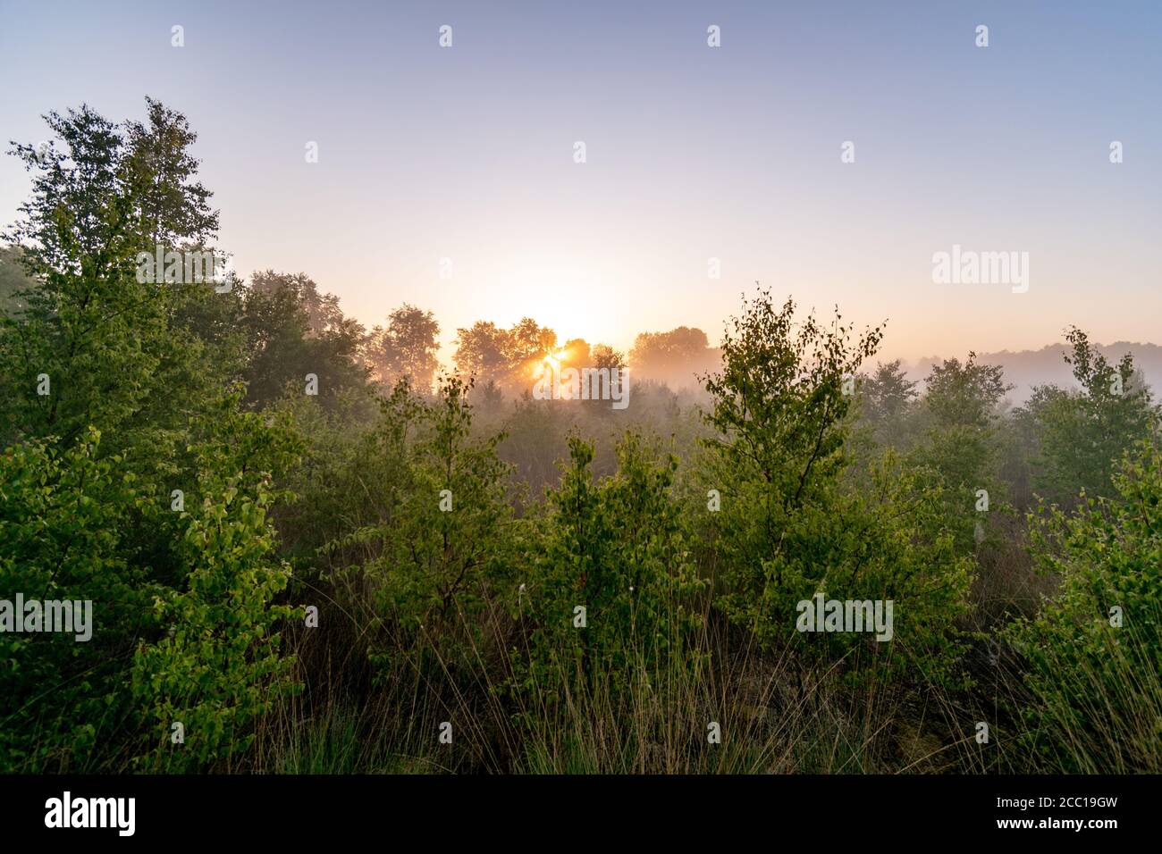 Low angle shot of trees and grassland Stock Photo - Alamy