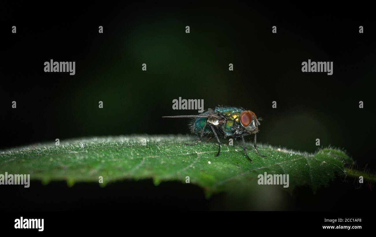 Common Green Bottle Fly resting on a leaf Stock Photo - Alamy