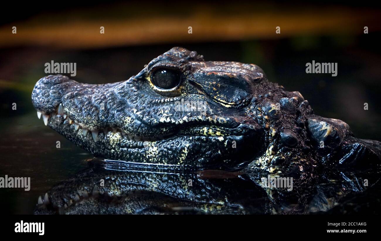 African Dwarf Crocodile with head above in Waterline Stock Photo - Alamy