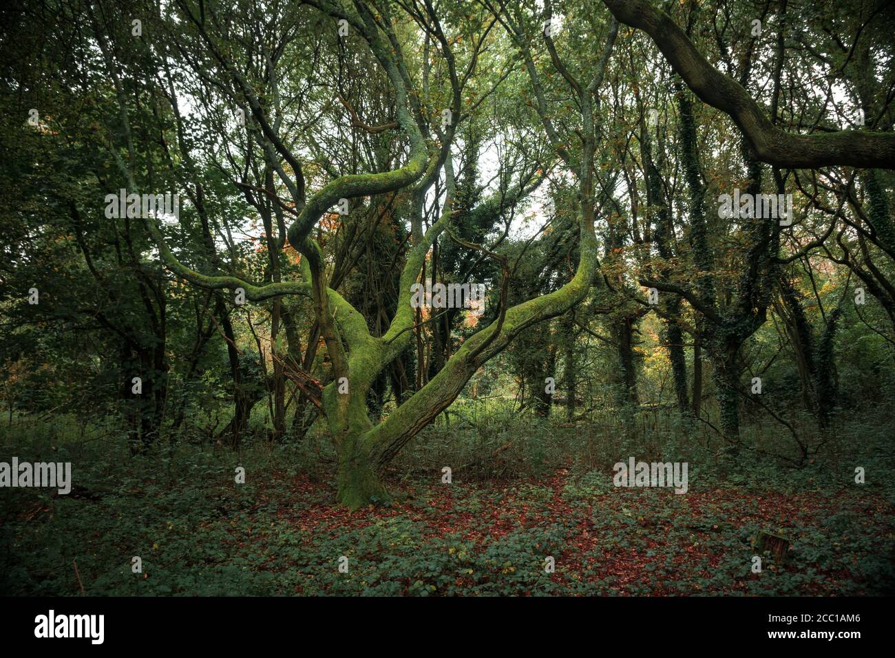 Moss covered dead tree in woodland Stock Photo - Alamy