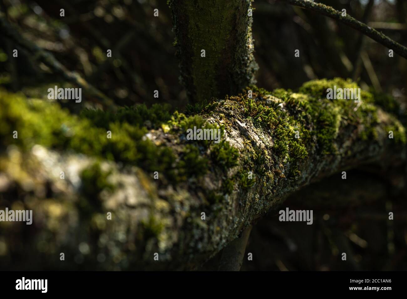 Moss on branches closeup hi-res stock photography and images - Alamy