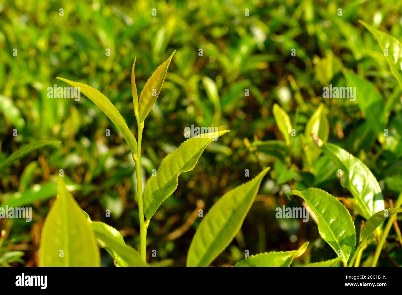 Tea is an aromatic beverage commonly prepared by pouring hot or boiling ...