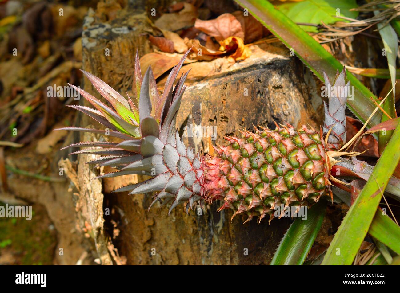 The pineapple is a tropical plant with an edible fruit and the most ...
