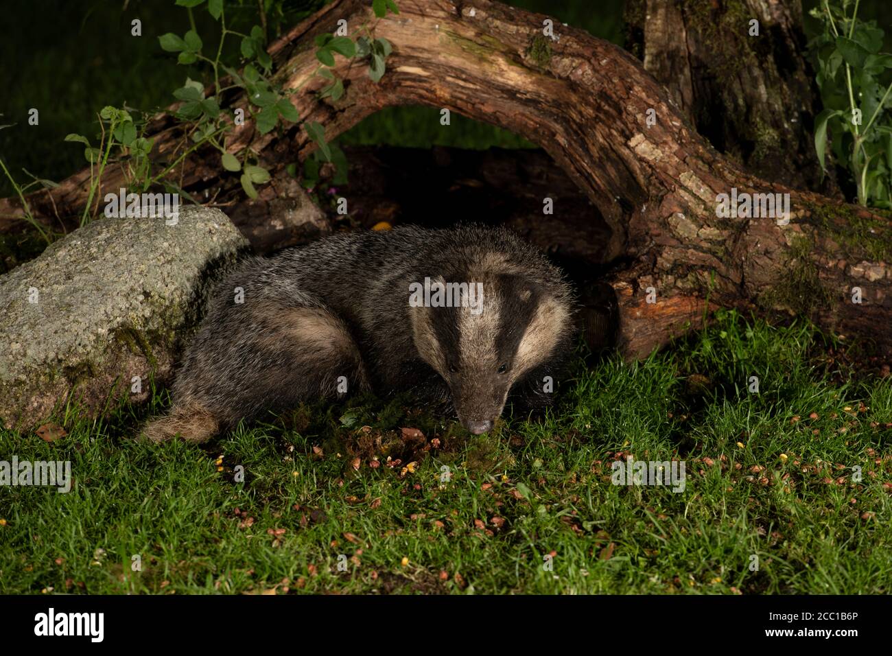 Badger (Meles meles), adult covered in earth from digging, Dumfries, SW ...
