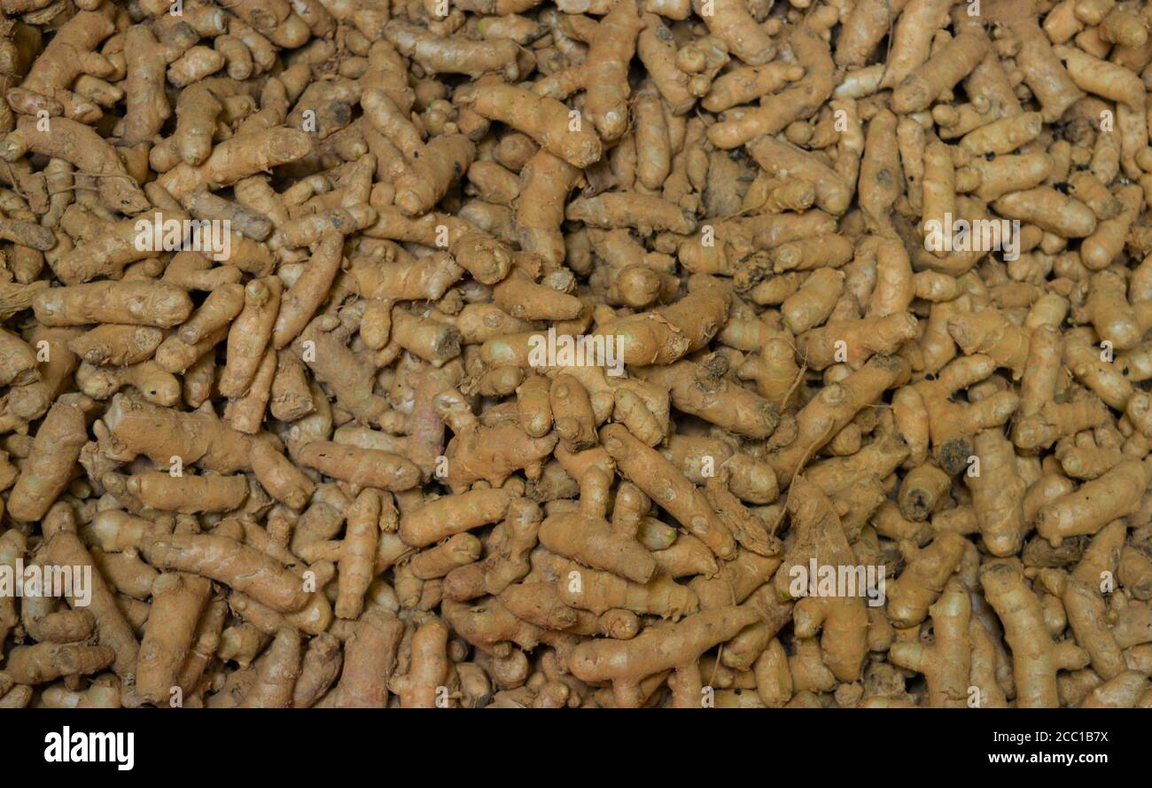 harvested Turmeric roots. Turmeric contains a yellow-colored chemical ...