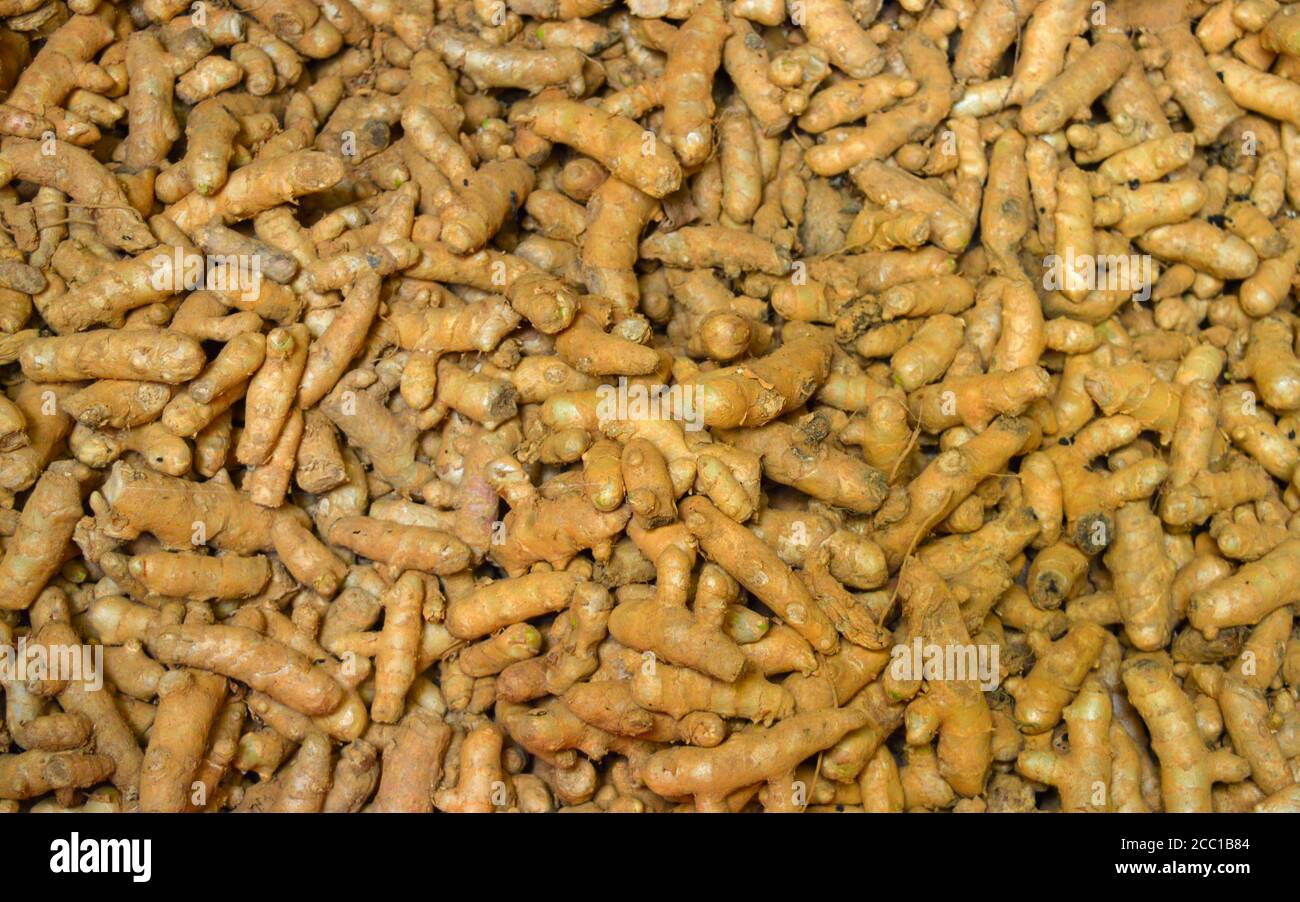 harvested Turmeric roots. Turmeric contains a yellow-colored chemical ...