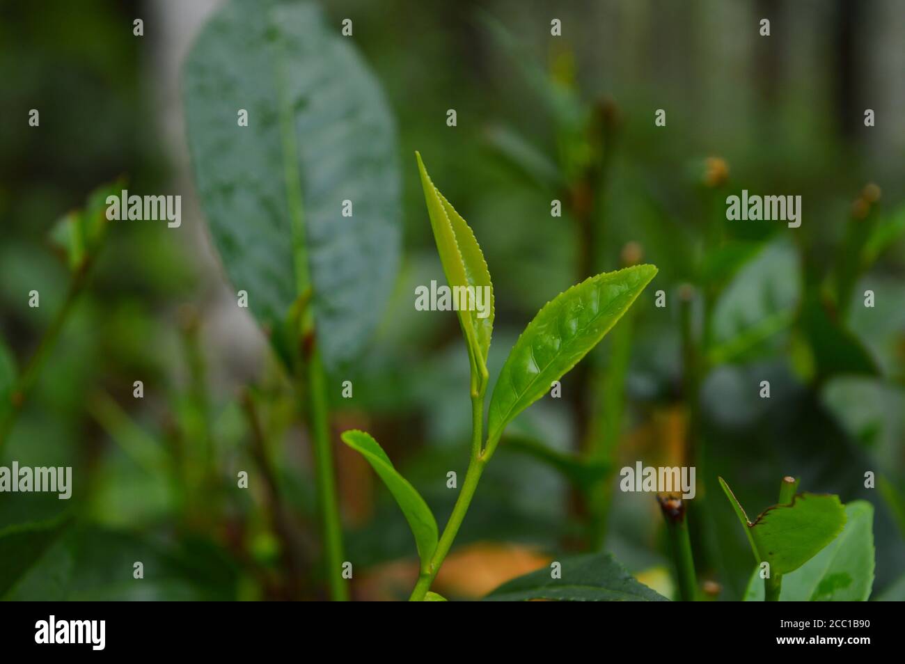Tea is an aromatic beverage commonly prepared by pouring hot or boiling ...