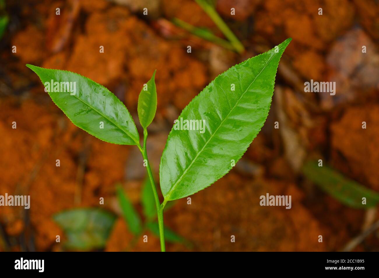 Tea is an aromatic beverage commonly prepared by pouring hot or boiling ...