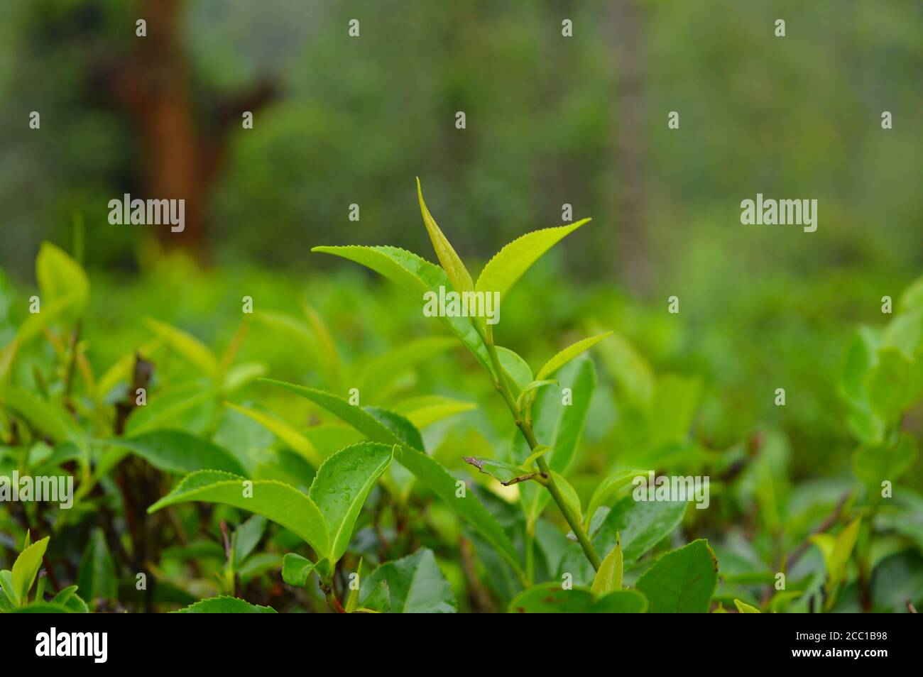 Tea is an aromatic beverage commonly prepared by pouring hot or boiling ...