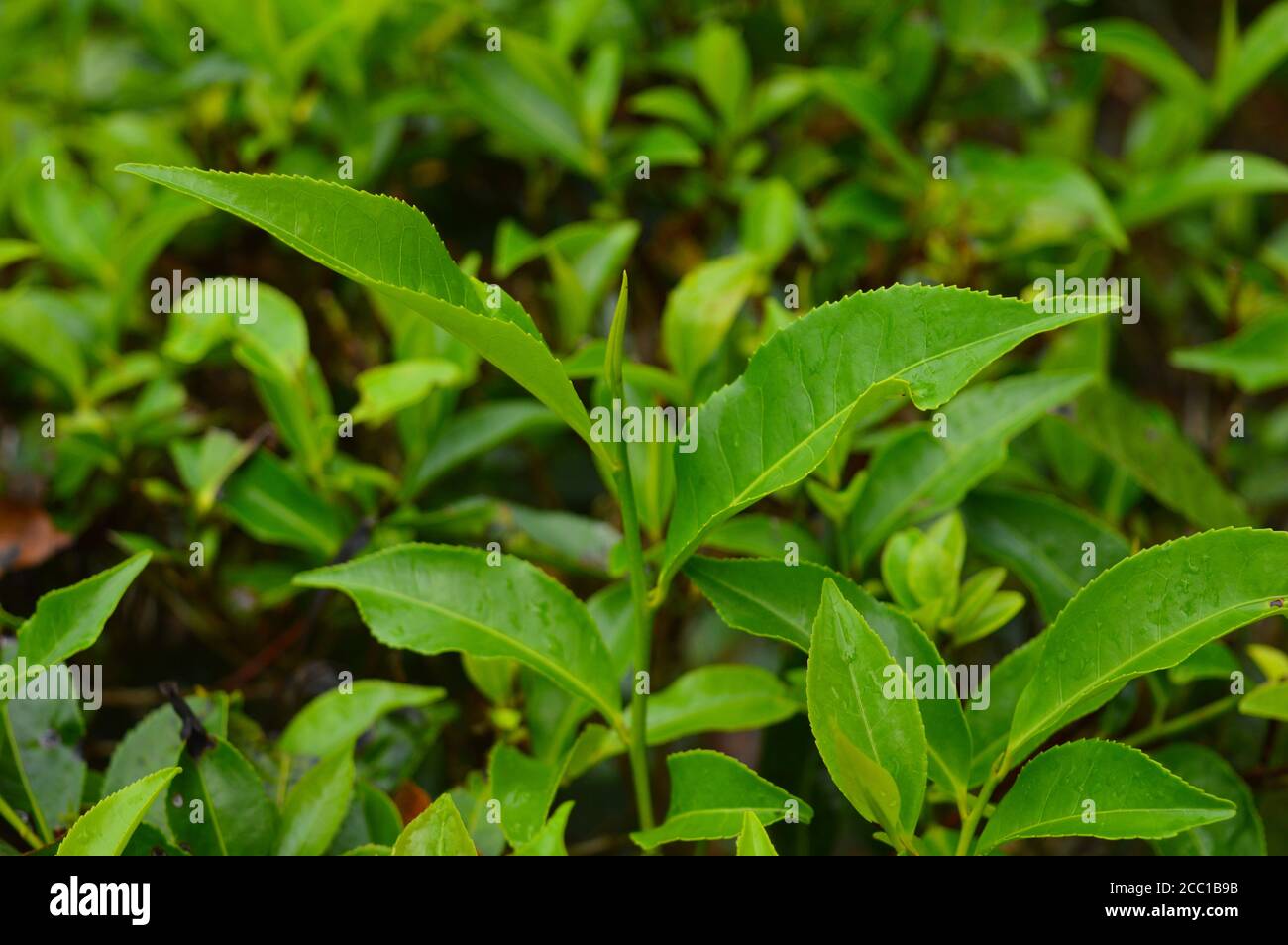 Tea is an aromatic beverage commonly prepared by pouring hot or boiling ...