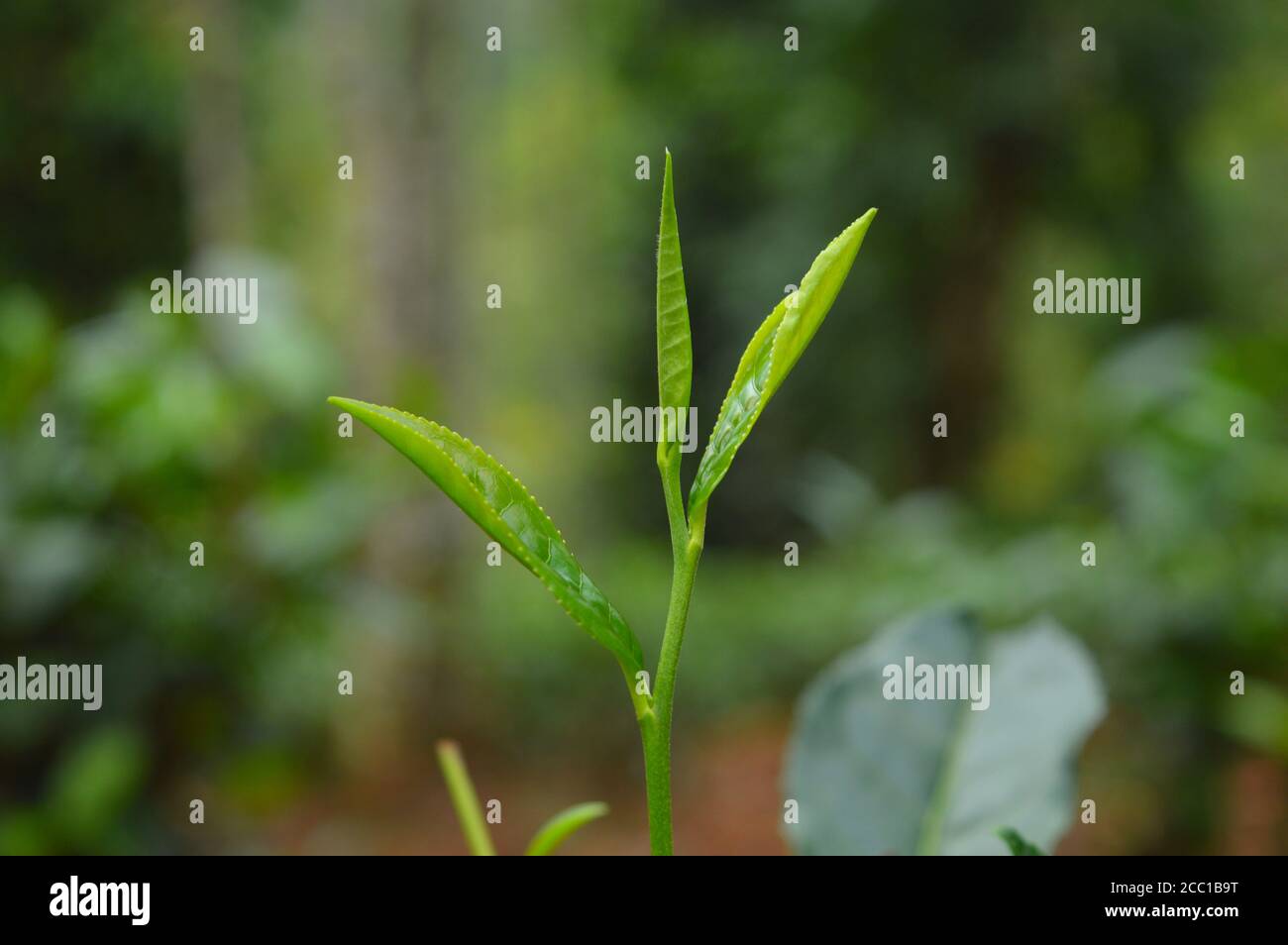 Tea is an aromatic beverage commonly prepared by pouring hot or boiling ...