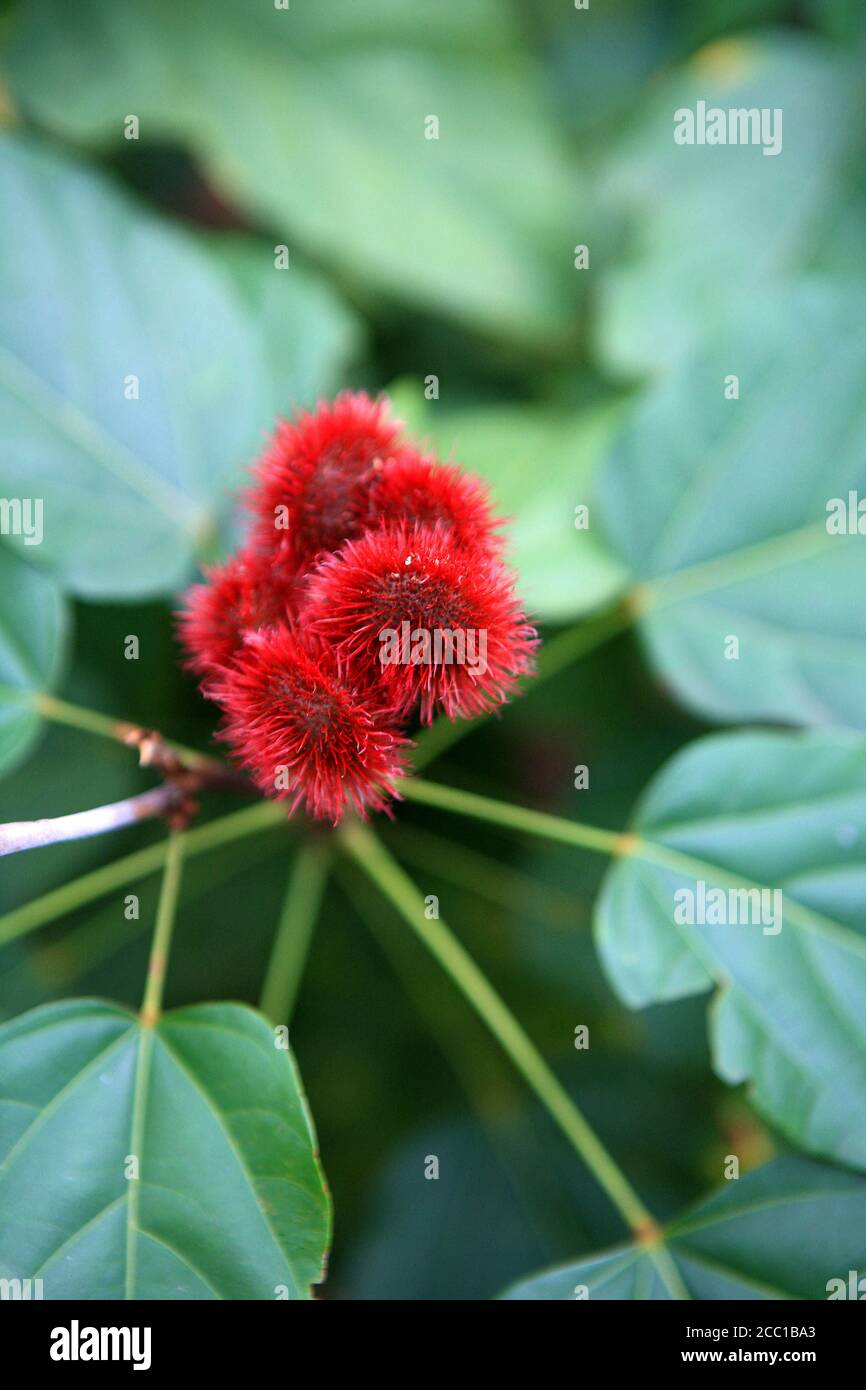 Tanzania, Zanzibar (Unguja island), flower Stock Photo - Alamy