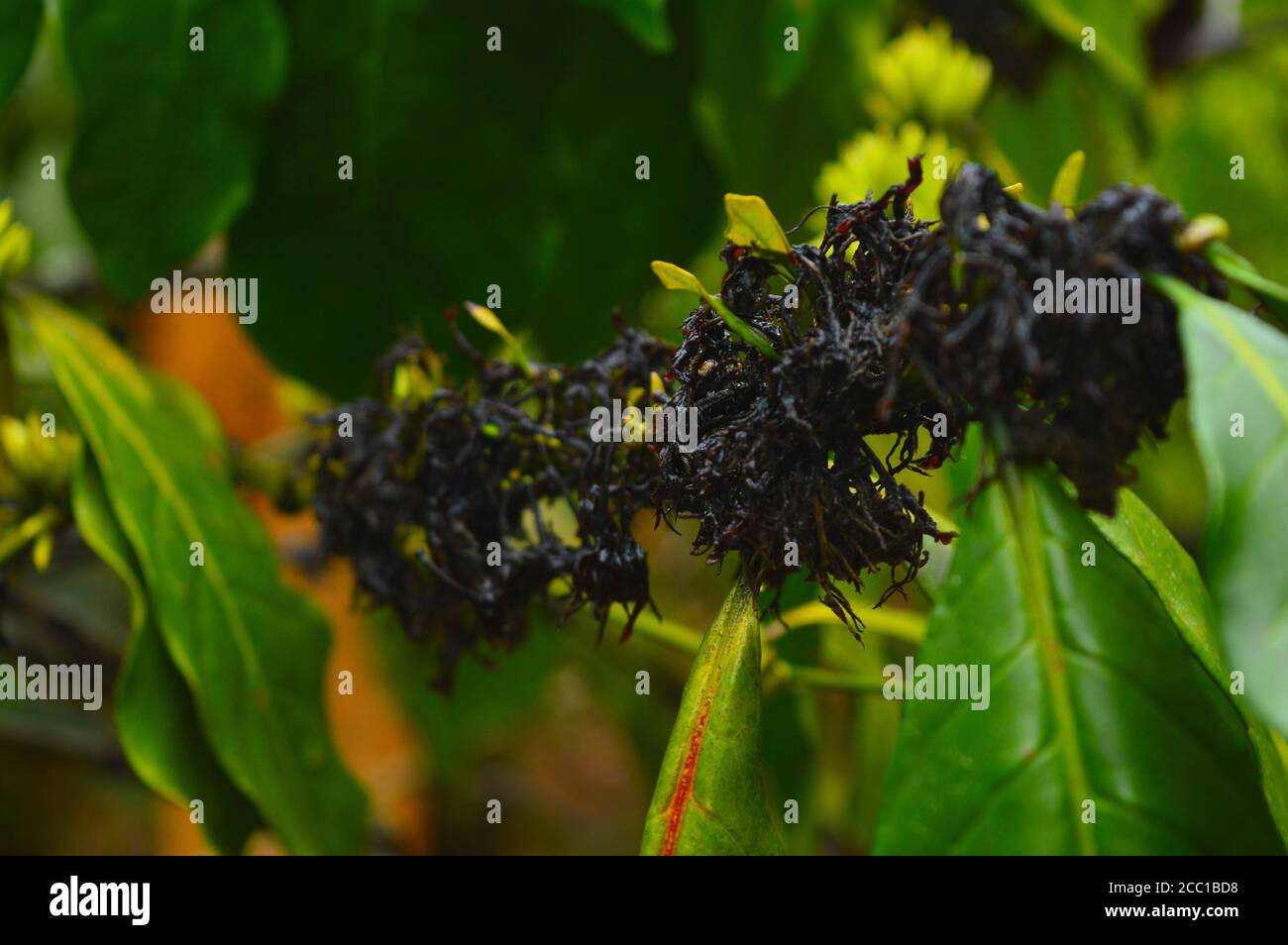 Coffea arabica also known as the Arabian coffee, "coffee shrub of ...