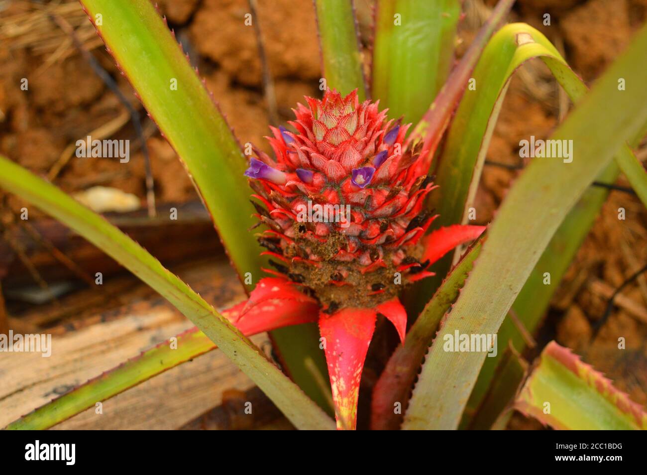 The pineapple is a tropical plant with an edible fruit and the most ...