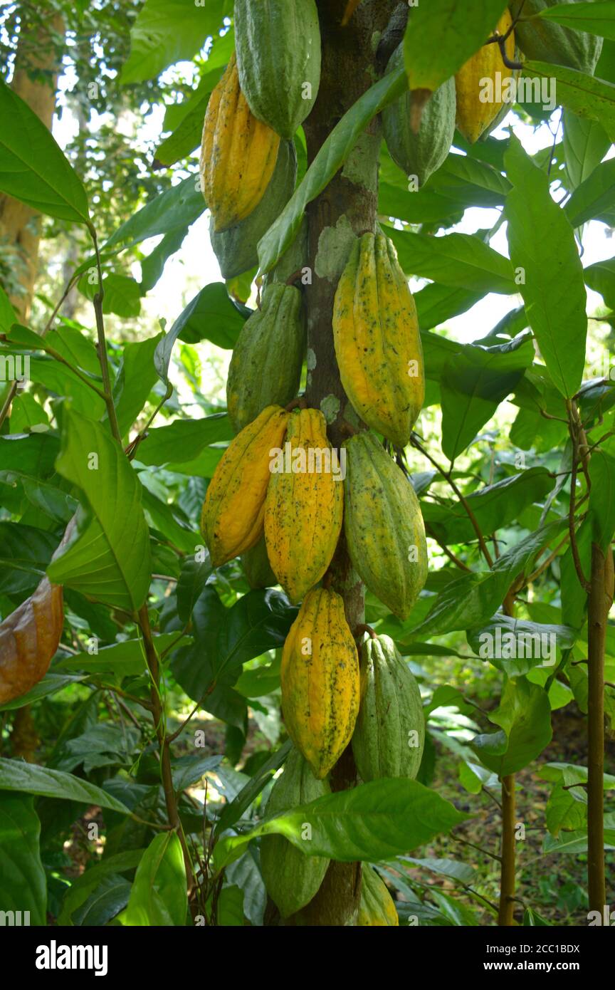 The cocoa bean or simply cocoa, which is also called the cacao bean or ...