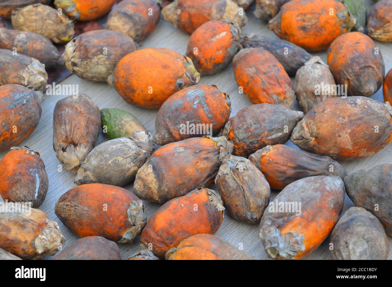 The areca nut is the seed of the areca palm. It is commonly referred to ...