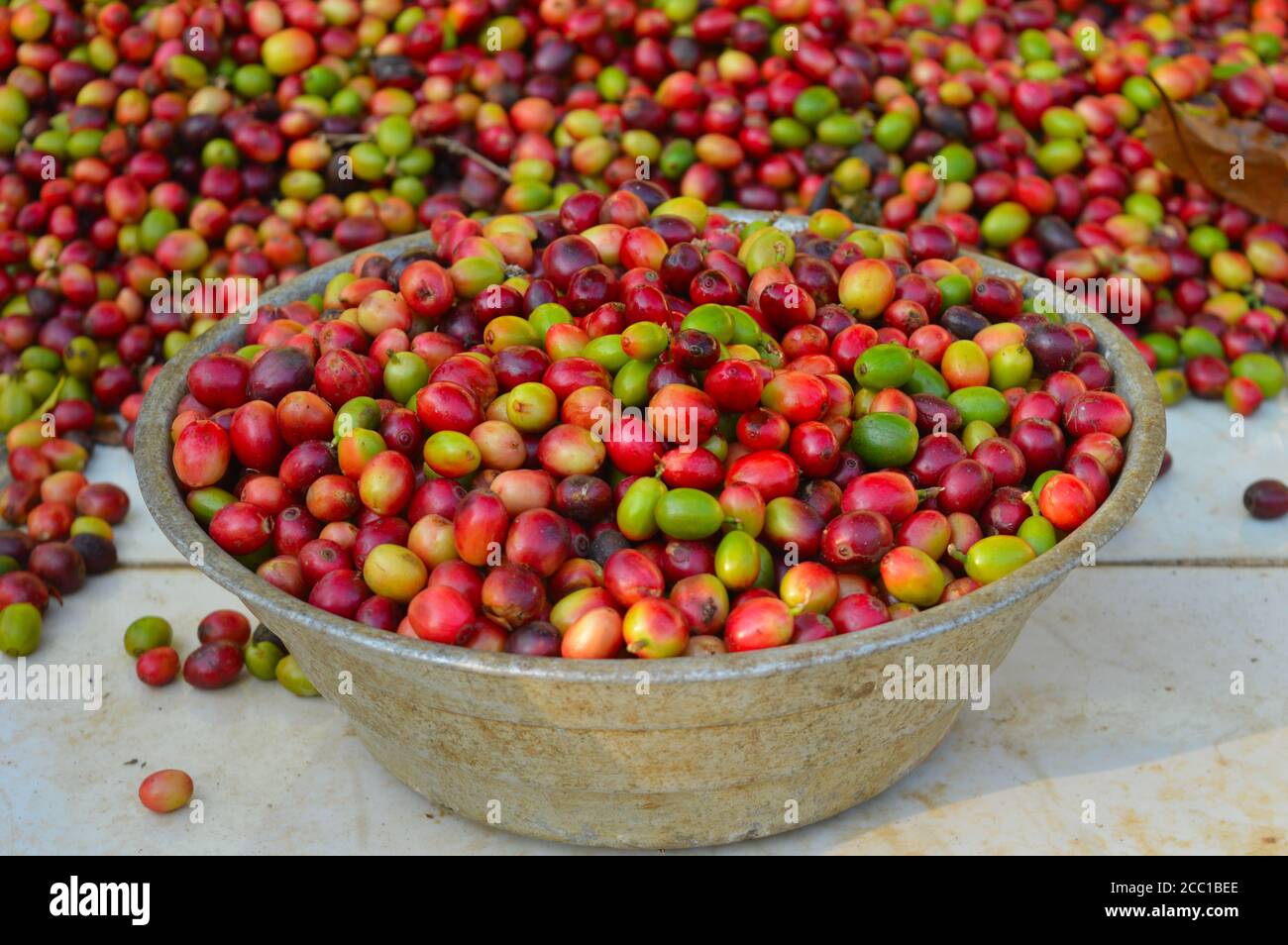 image of harvested coffee berries. the industrial process of converting ...
