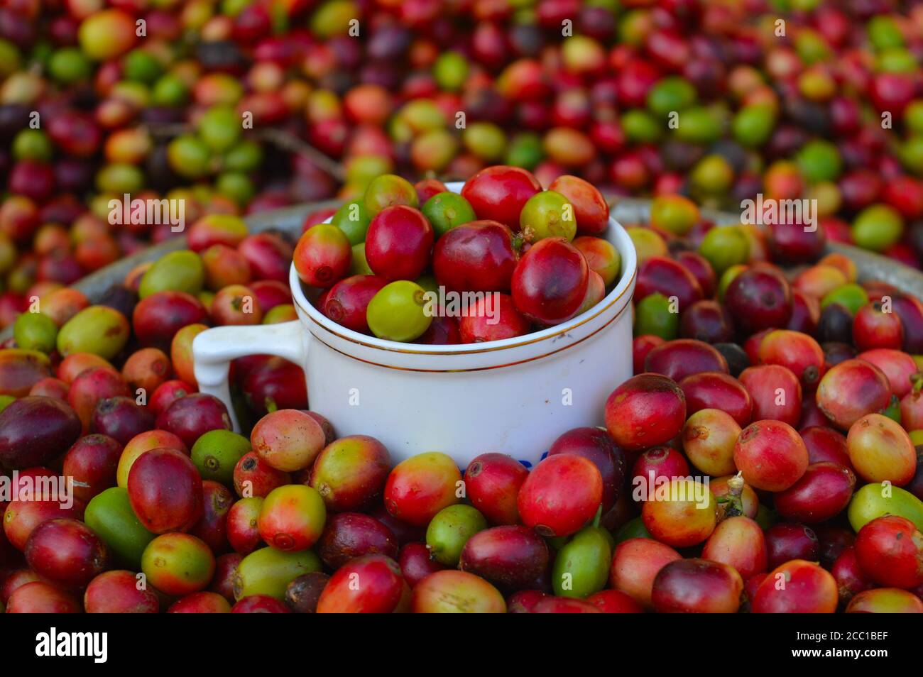 image of harvested coffee berries. the industrial process of converting ...