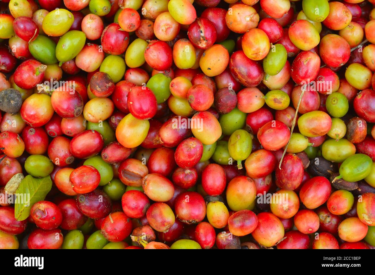 image of harvested coffee berries. the industrial process of converting ...