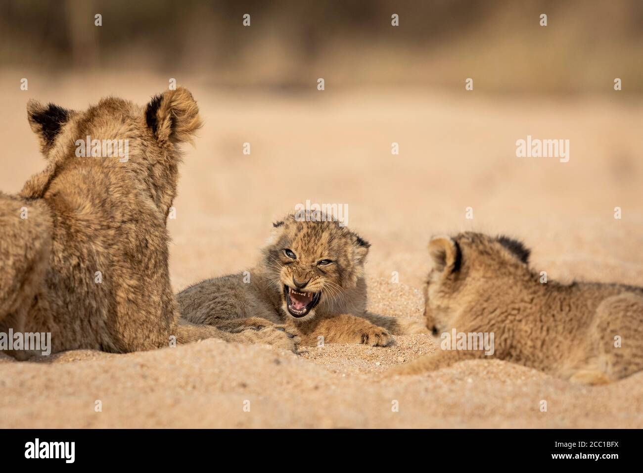 Baby lion snarling at his brothers while lying in sandy riverbed in ...
