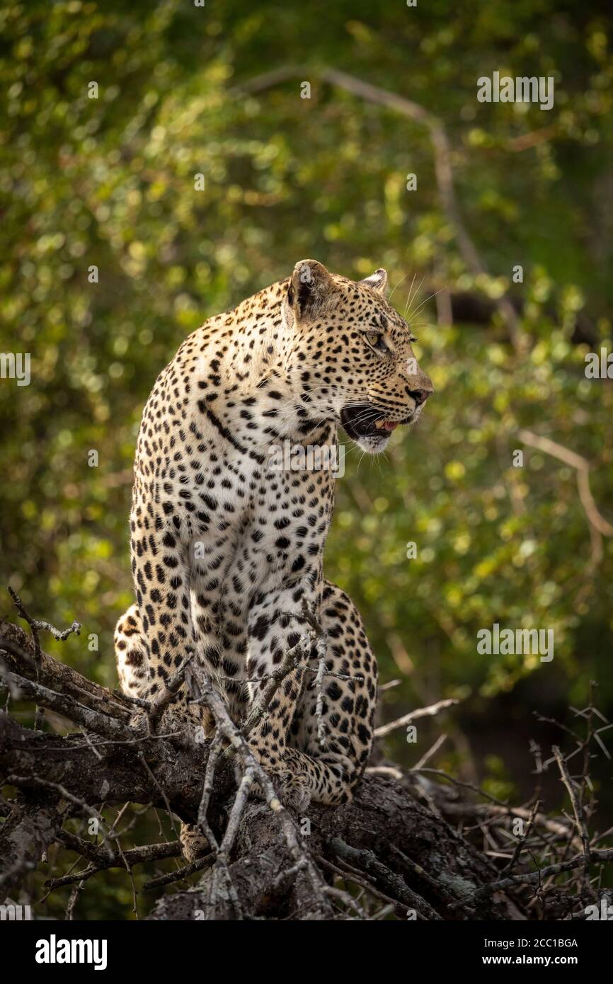 Vertical portrait of adult leopard sitting in a tree looking alert with ...