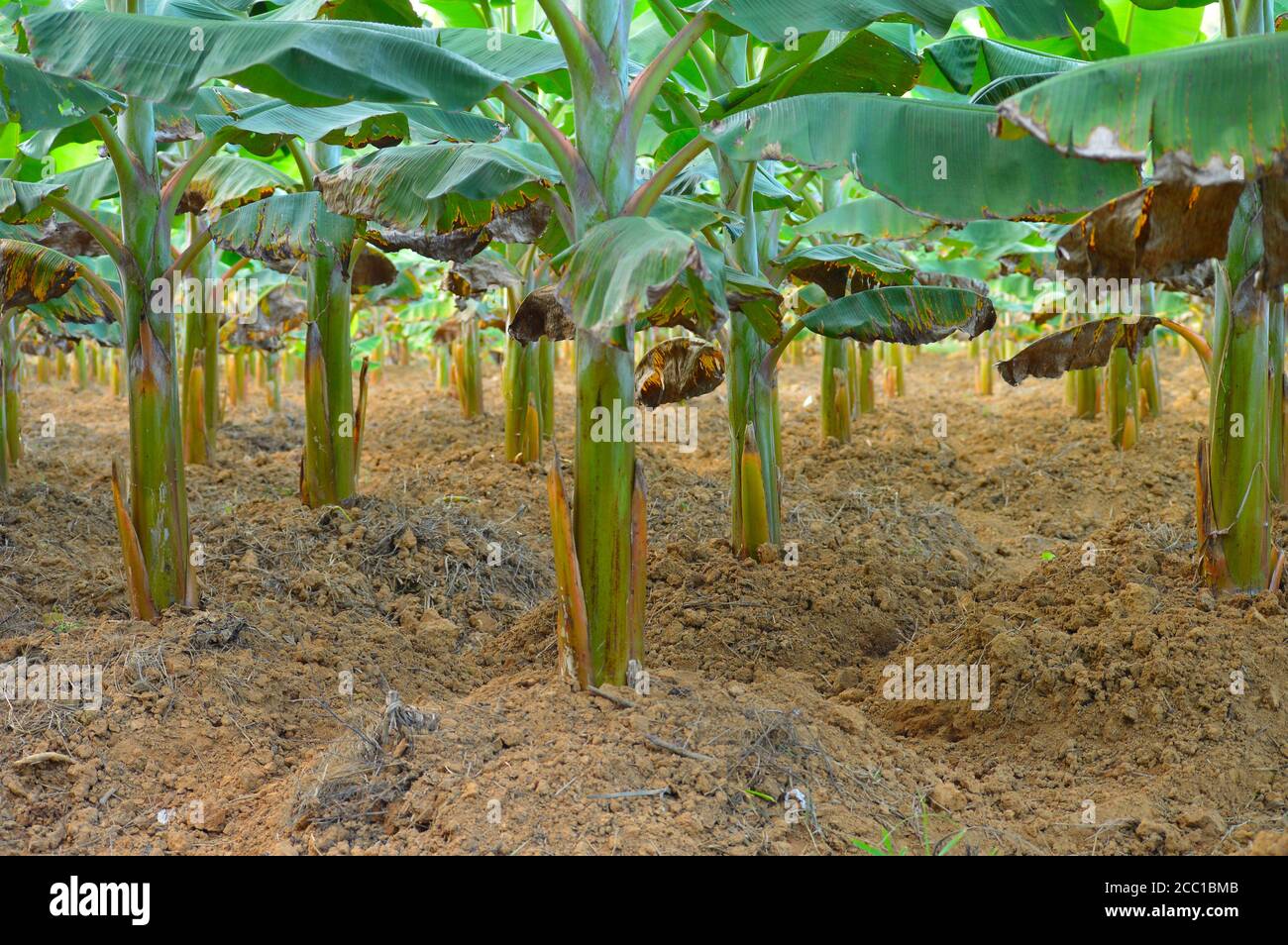 Banana plants may grow with varying degrees of success in diverse ...