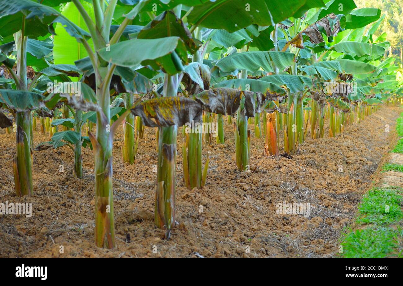 Banana plants may grow with varying degrees of success in diverse ...