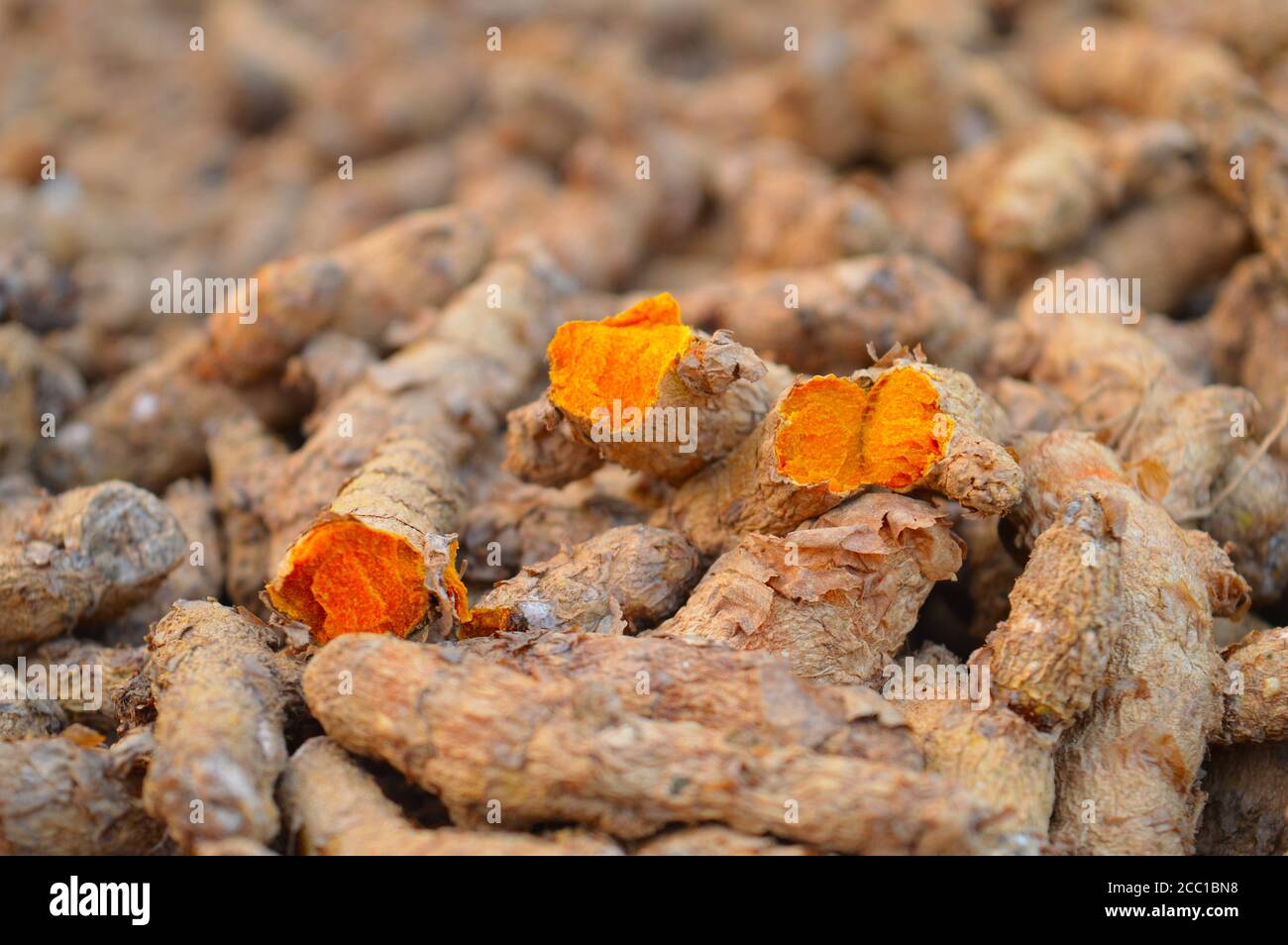 harvested Turmeric roots. Turmeric contains a yellow-colored chemical ...