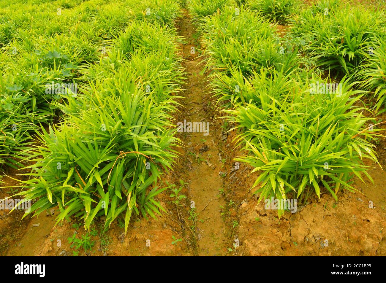Ginger zingiber officinale is a flowering plant whose rhizome hi-res ...