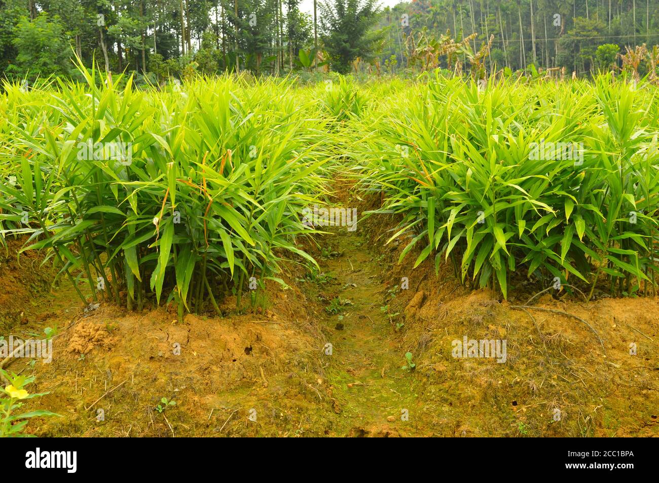 Image of ginger plants. Ginger (Zingiber officinale) is a flowering ...