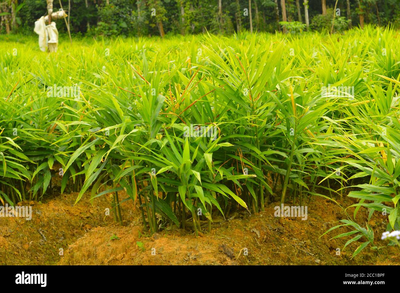 Zingiber officinale flower hi-res stock photography and images - Alamy