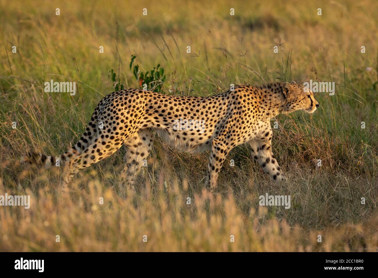 Adult cheetah female full body side view walking in tall grass in late ...