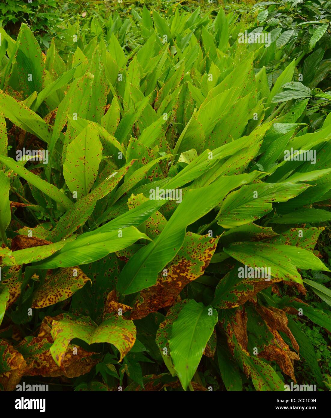 Turmeric plants at a farm. Turmeric contains a yellow-colored chemical ...