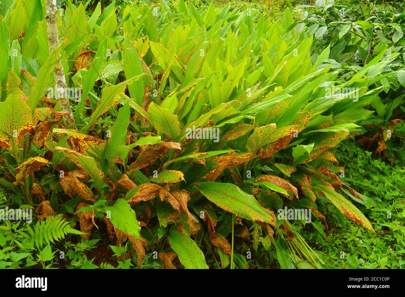 Turmeric plants at a farm. Turmeric contains a yellow-colored chemical ...