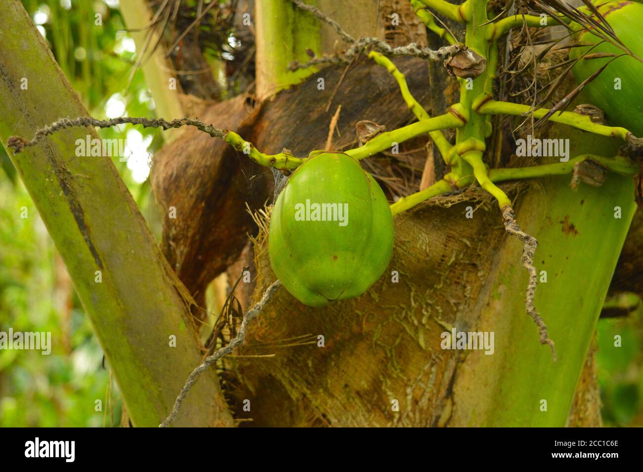 The coconut tree (Cocos nucifera) is a member of the palm tree family ...