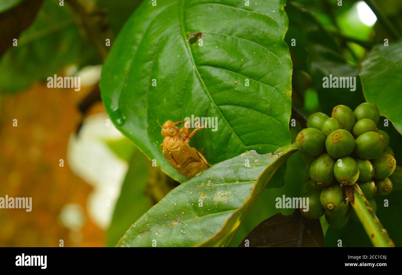 Insect exoskeleton on a coffee plant. The insect exoskeleton is the ...