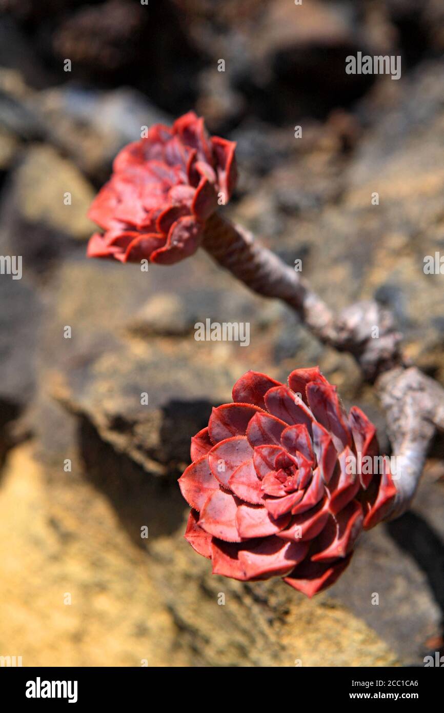 Spain, Canary islands, La Palma, flowers Stock Photo - Alamy