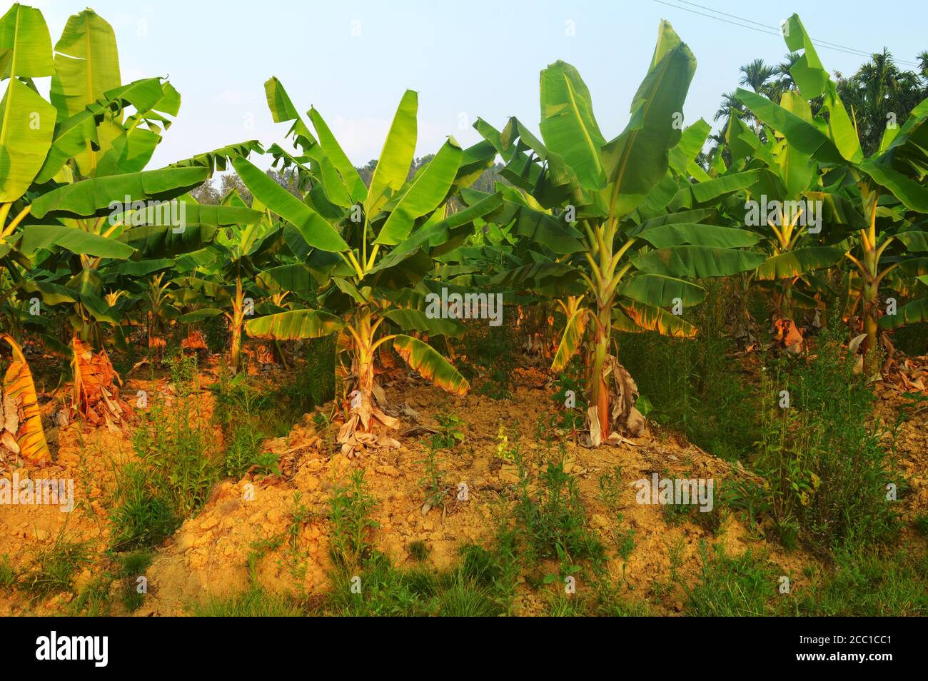 Banana plants may grow with varying degrees of success in diverse ...