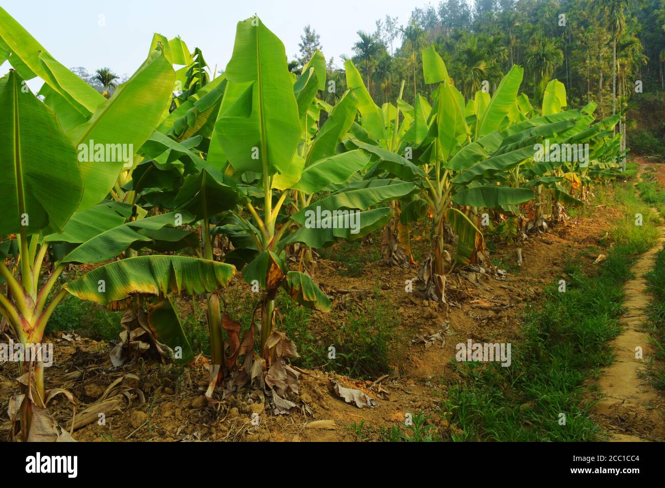 Banana plants may grow with varying degrees of success in diverse ...